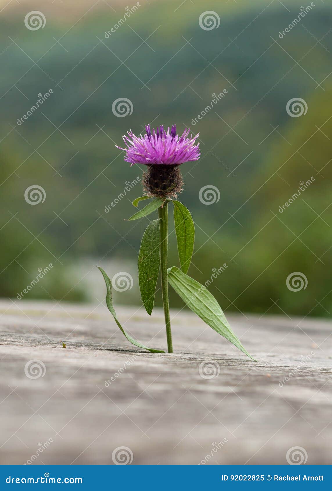 Scottish Thistle Royalty-Free Stock Photo | CartoonDealer.com #92022825