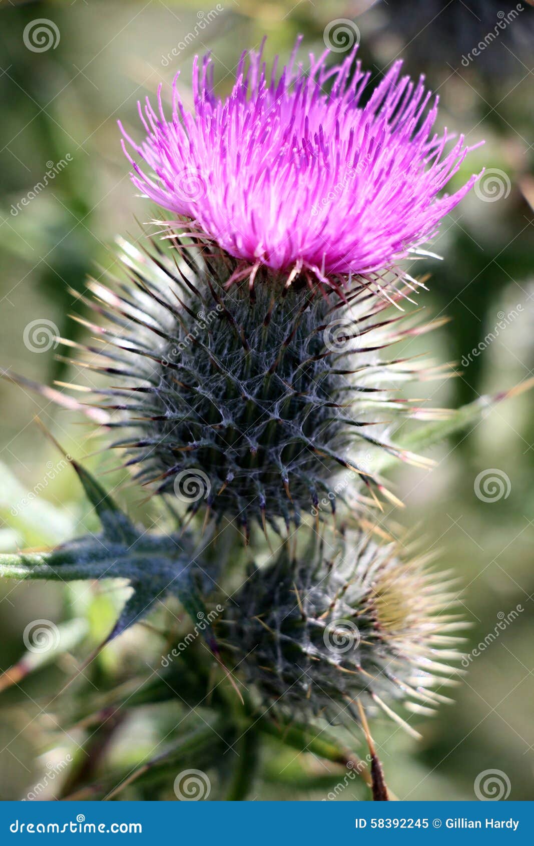 Scottish Thistle stock image. Image of sunlight, flower - 58392245