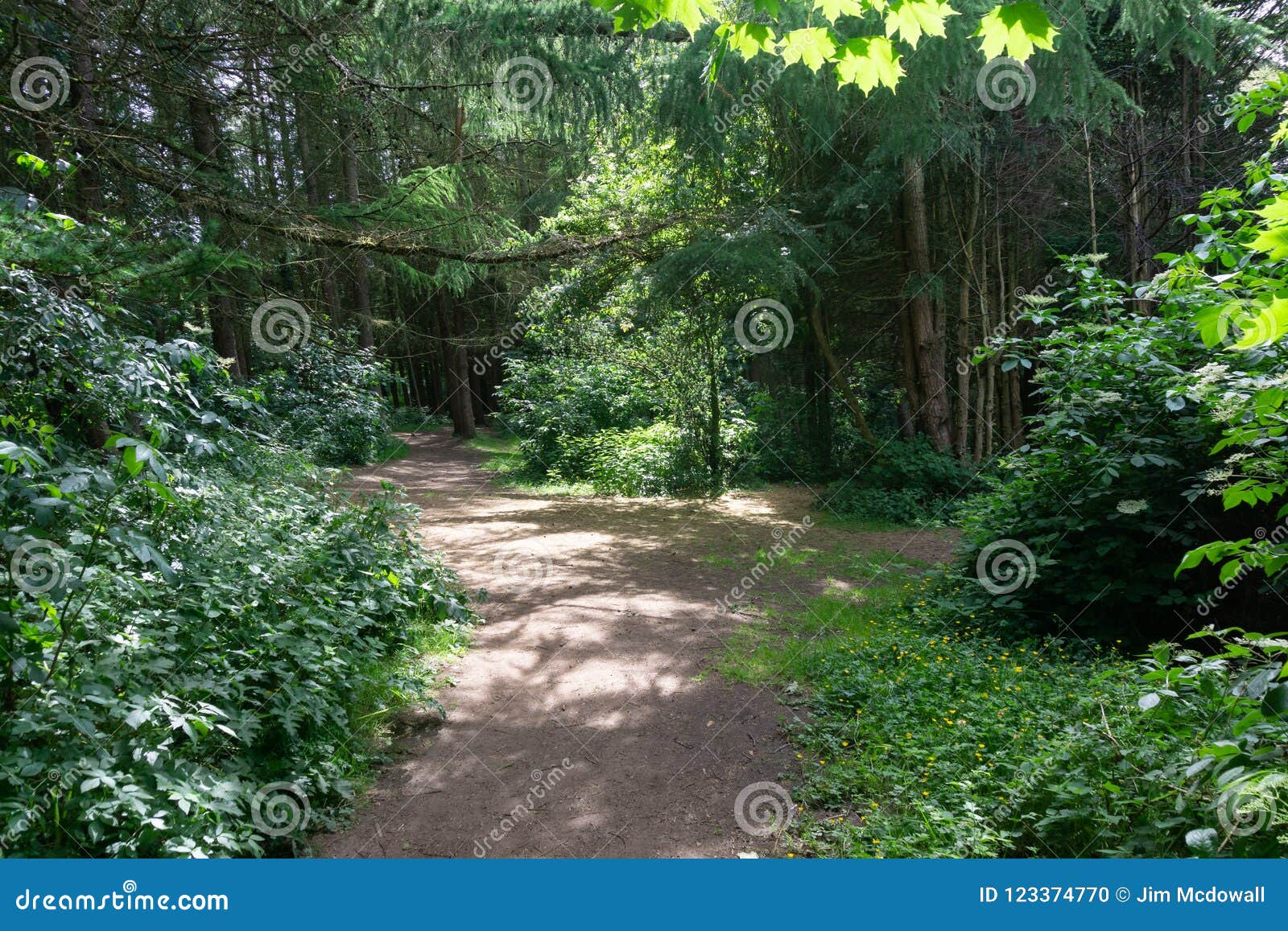 Scottish Tree Lined Footpath with Sunlight and Shadows. Stock Photo ...