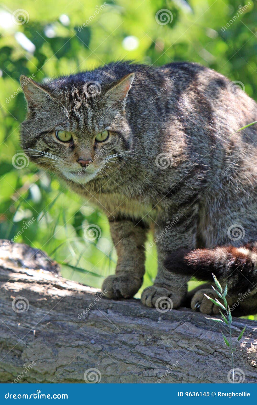 Scottish Wild cat stock image. Image of scotland, grampia - 9636145