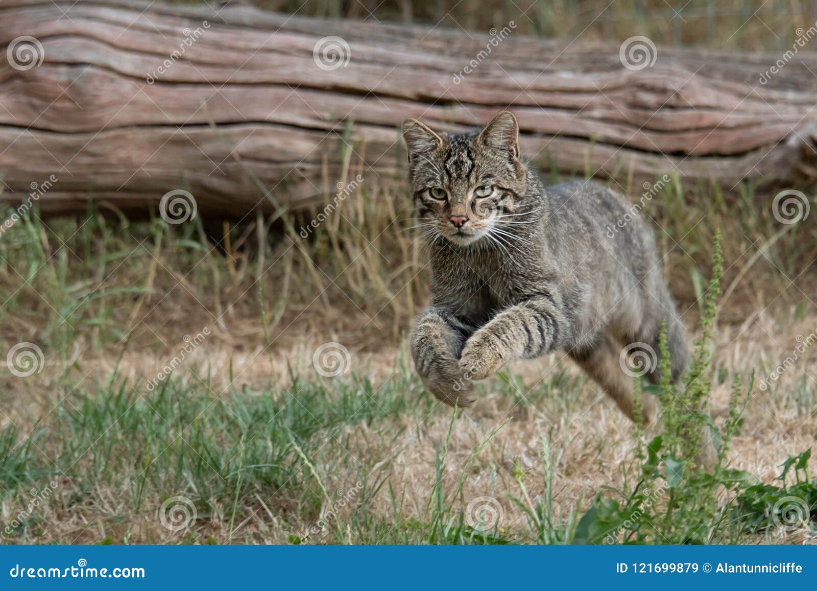 Scottish wild cat running stock image. Image of tabby - 121699879