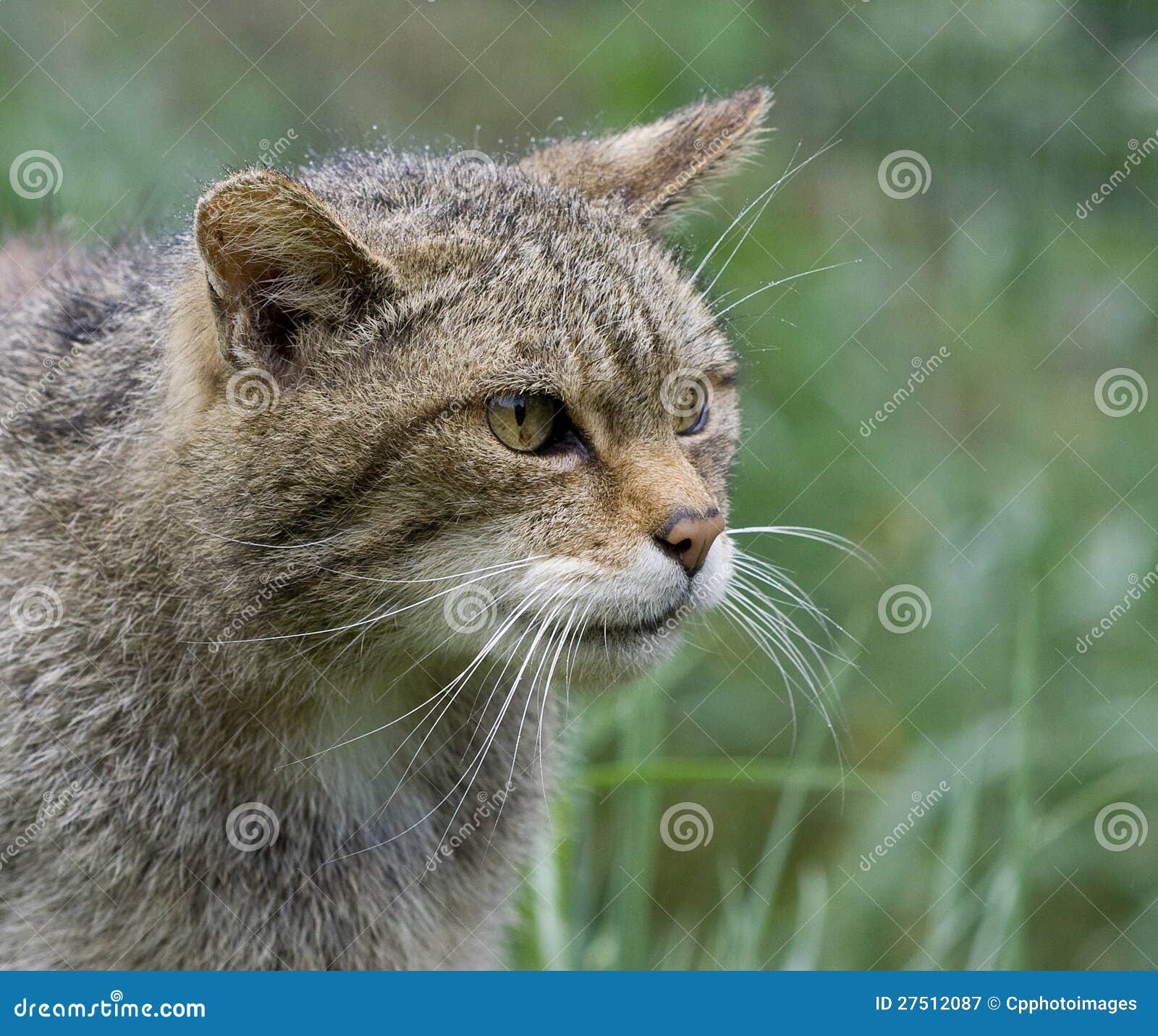 The Scottish Wildcat Or Highlands Tiger Snarling From A Tree Stock ...