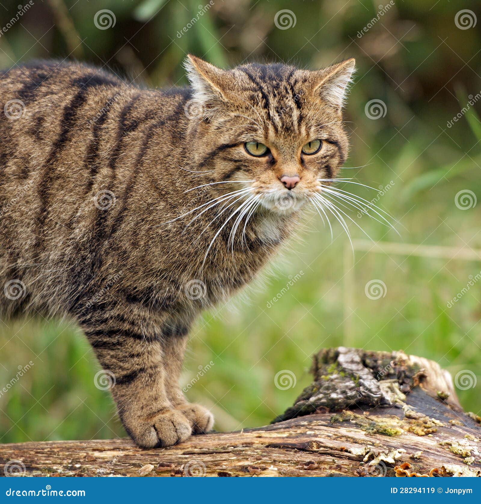 The Scottish Wildcat Or Highlands Tiger Up A Tree Stock Photography ...