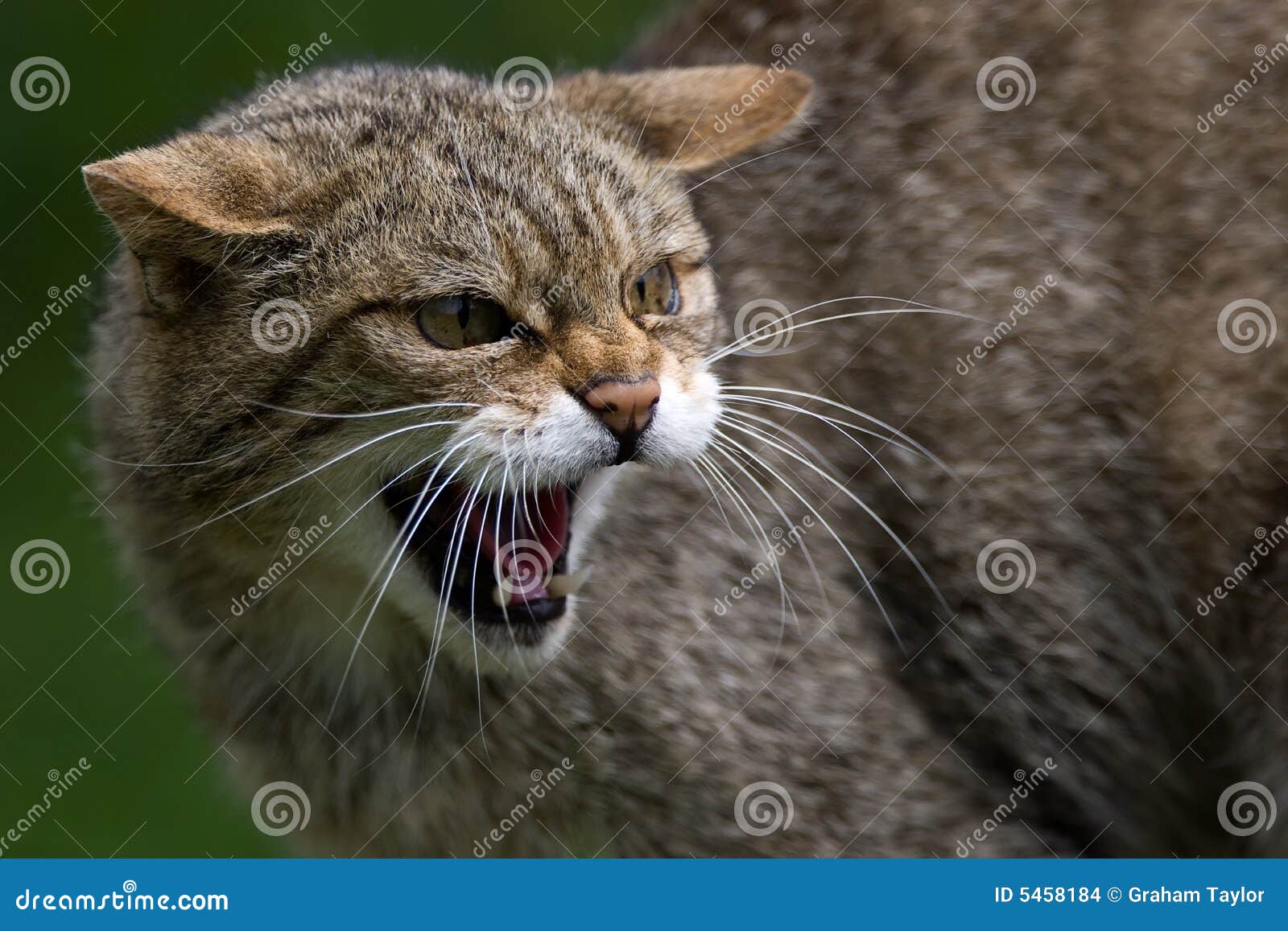 The Scottish Wildcat Or Highlands Tiger Snarling From A Tree Stock ...