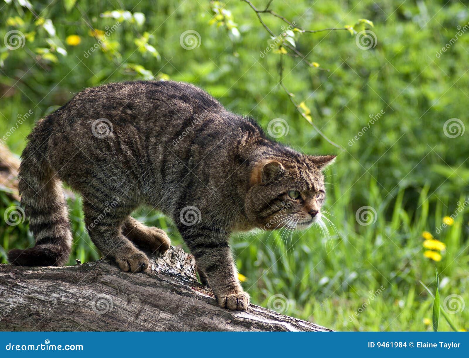 The Scottish Wildcat Or Highlands Tiger Snarling From A Tree Stock ...