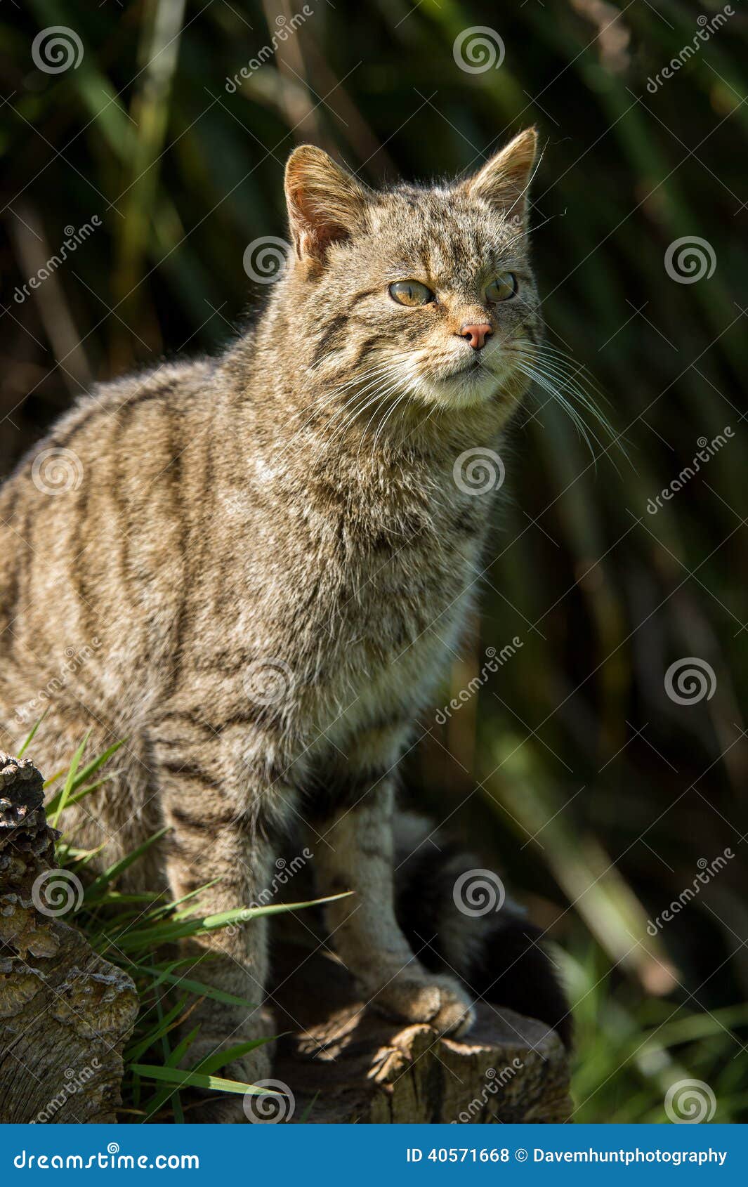 Scottish Wildcat stock photo. Image of critically, wildlife - 40571668