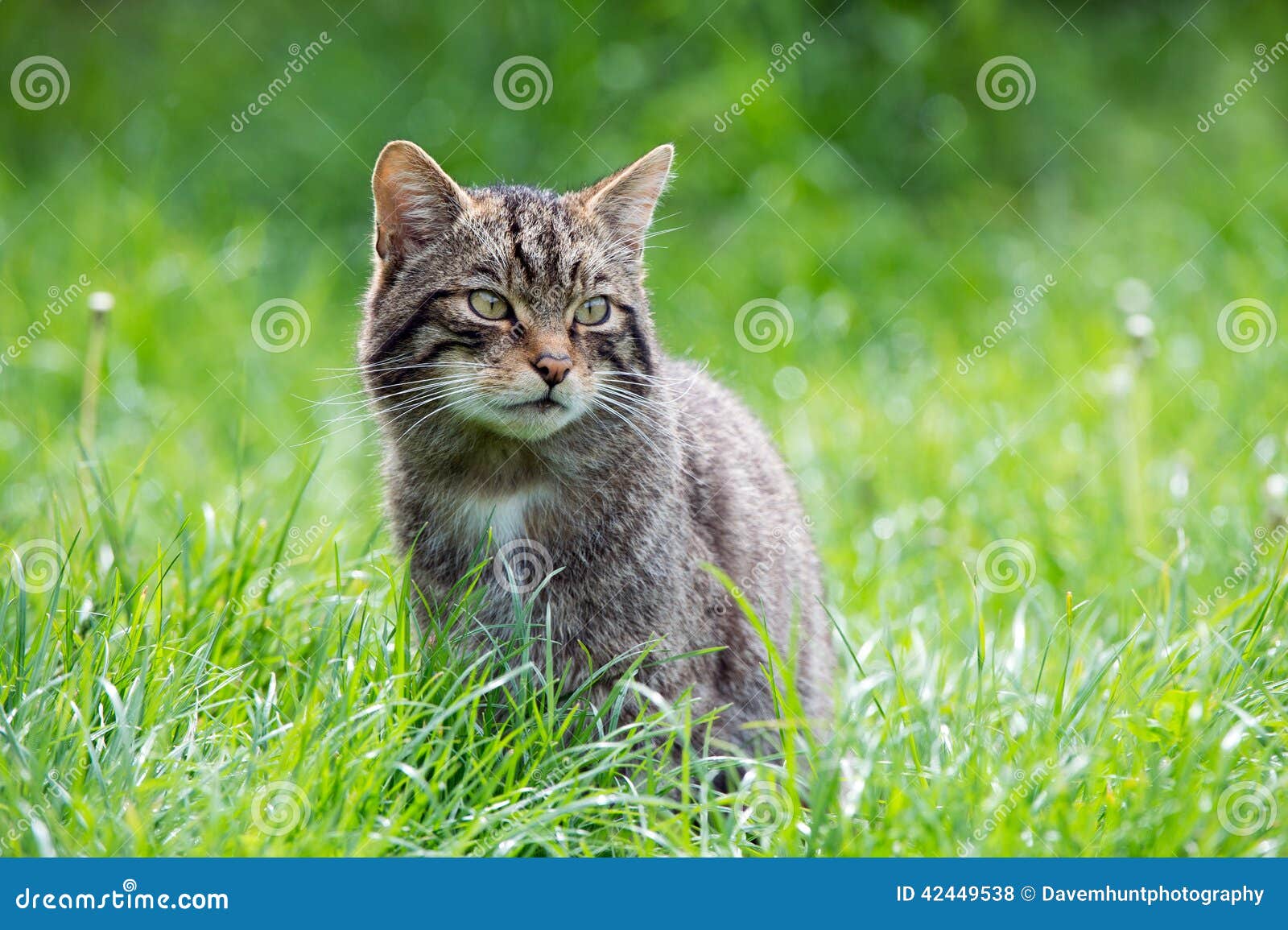 Scottish Wildcat stock photo. Image of nature, britain - 42449538