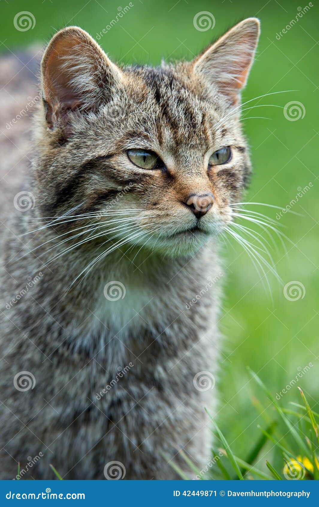 Scottish Wildcat stock image. Image of green, wildcat - 42449871