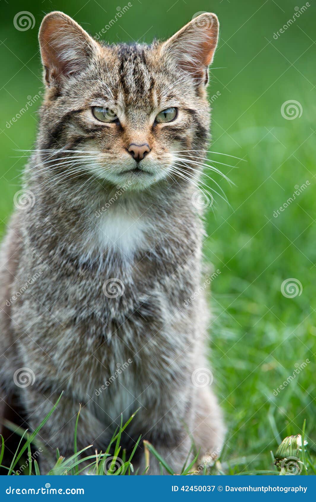 Scottish Wildcat stock image. Image of foliage, wilderness - 42450037