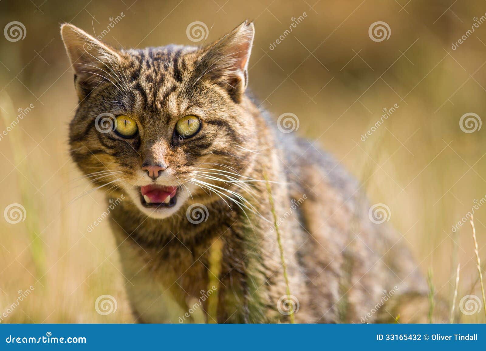 The Scottish Wildcat Or Highlands Tiger Snarling From A Tree Stock ...