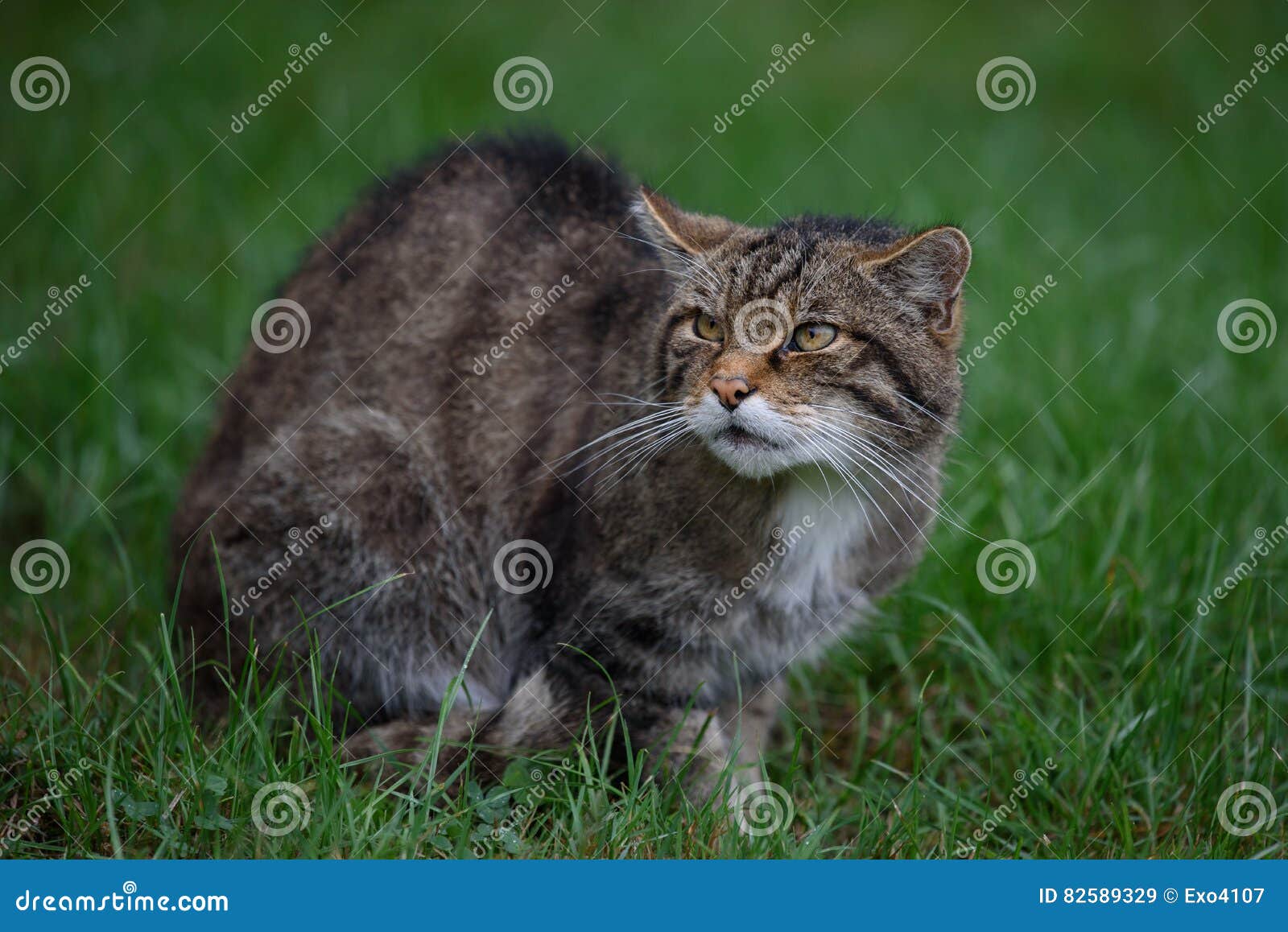 Scottish wildcat stock image. Image of scottish, feline - 82589329