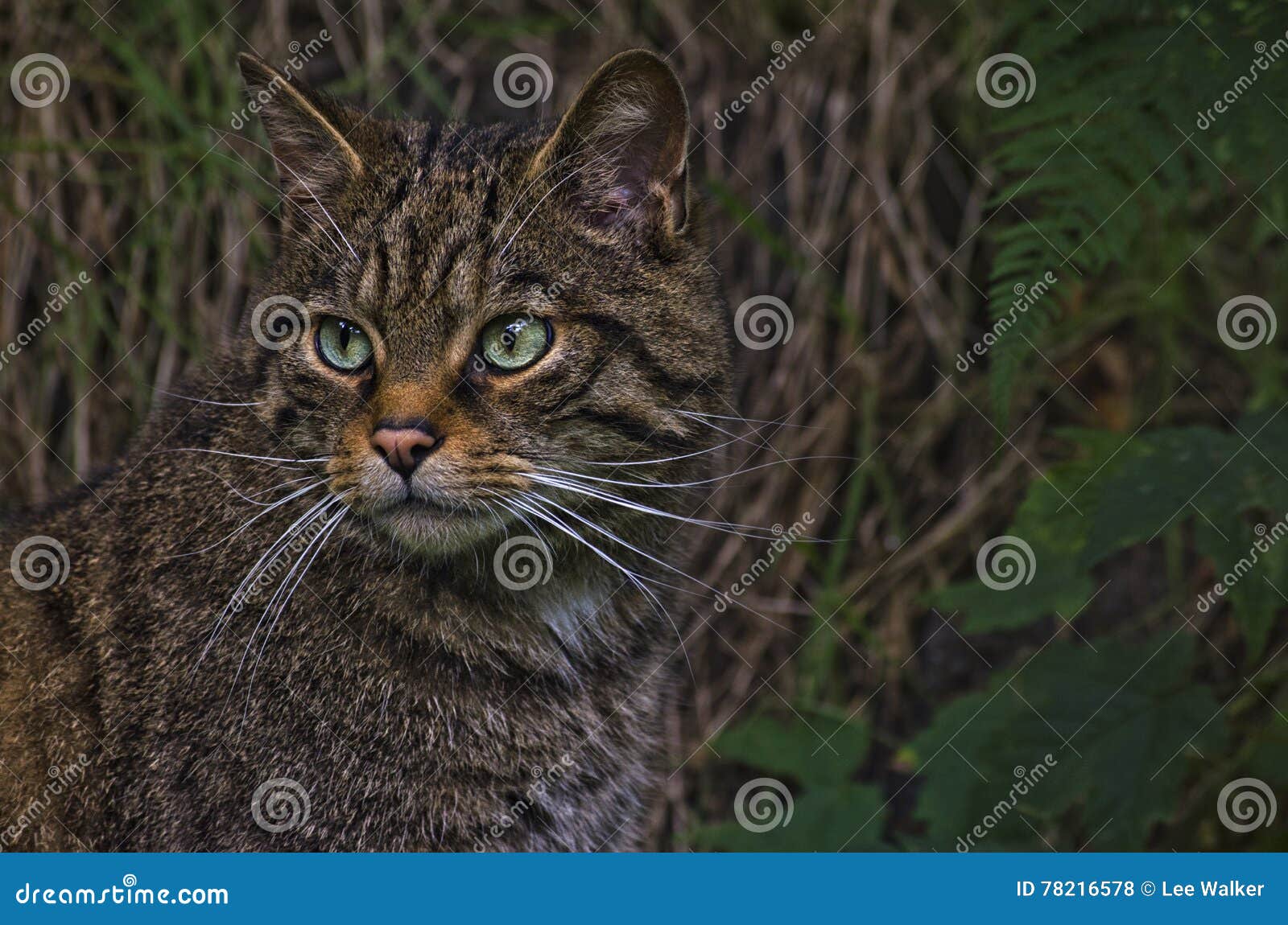 Scottish Wildcat stock photo. Image of silvestris, scotland - 78216578