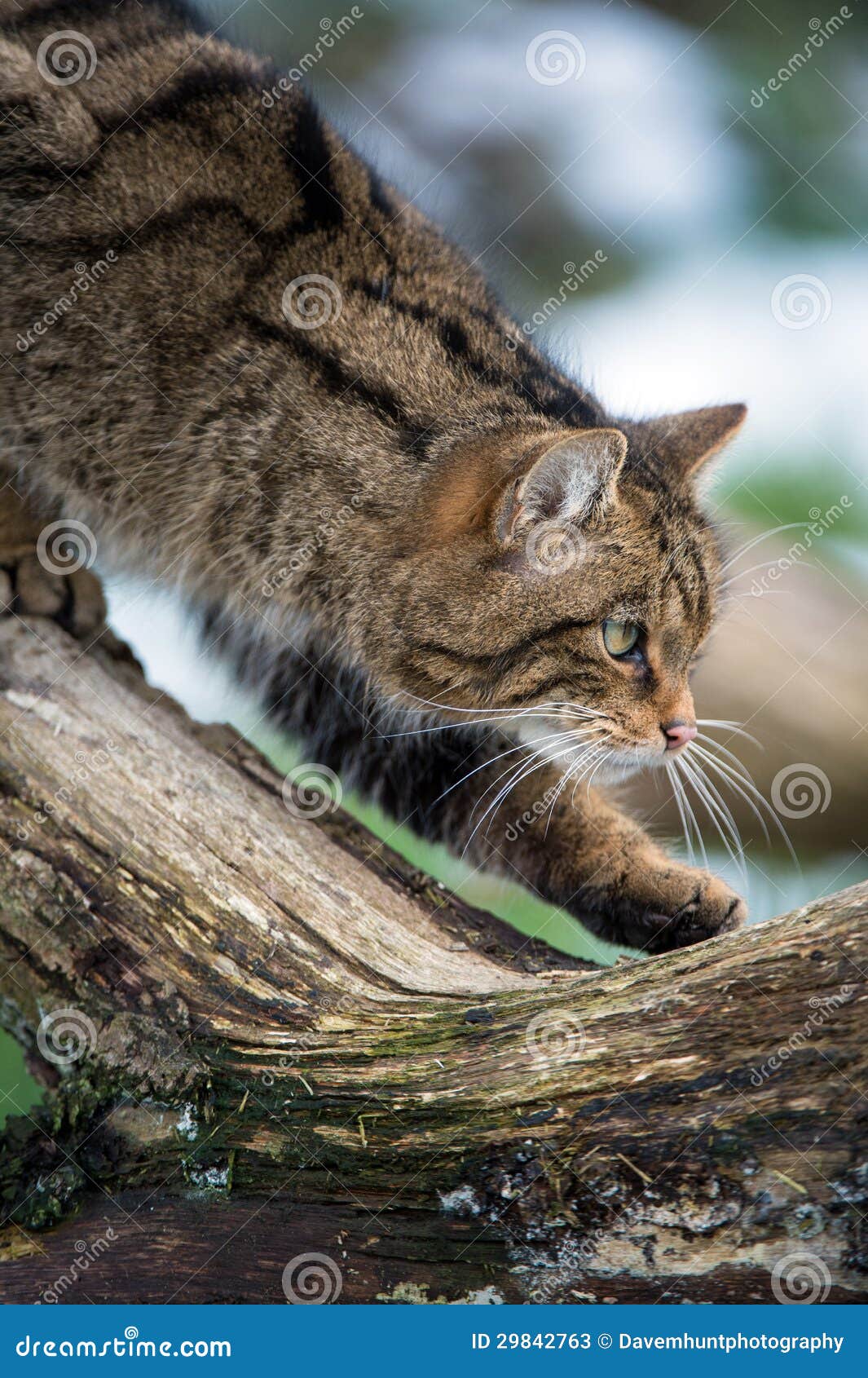 Scottish Wildcat stock image. Image of wildlife, carnivore - 29842763