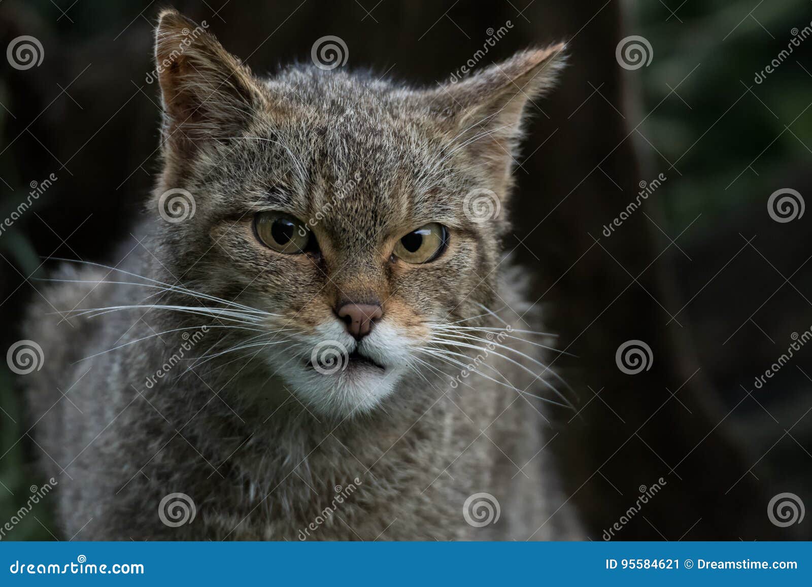 Scottish Wildcat Stock Photography | CartoonDealer.com #5458184