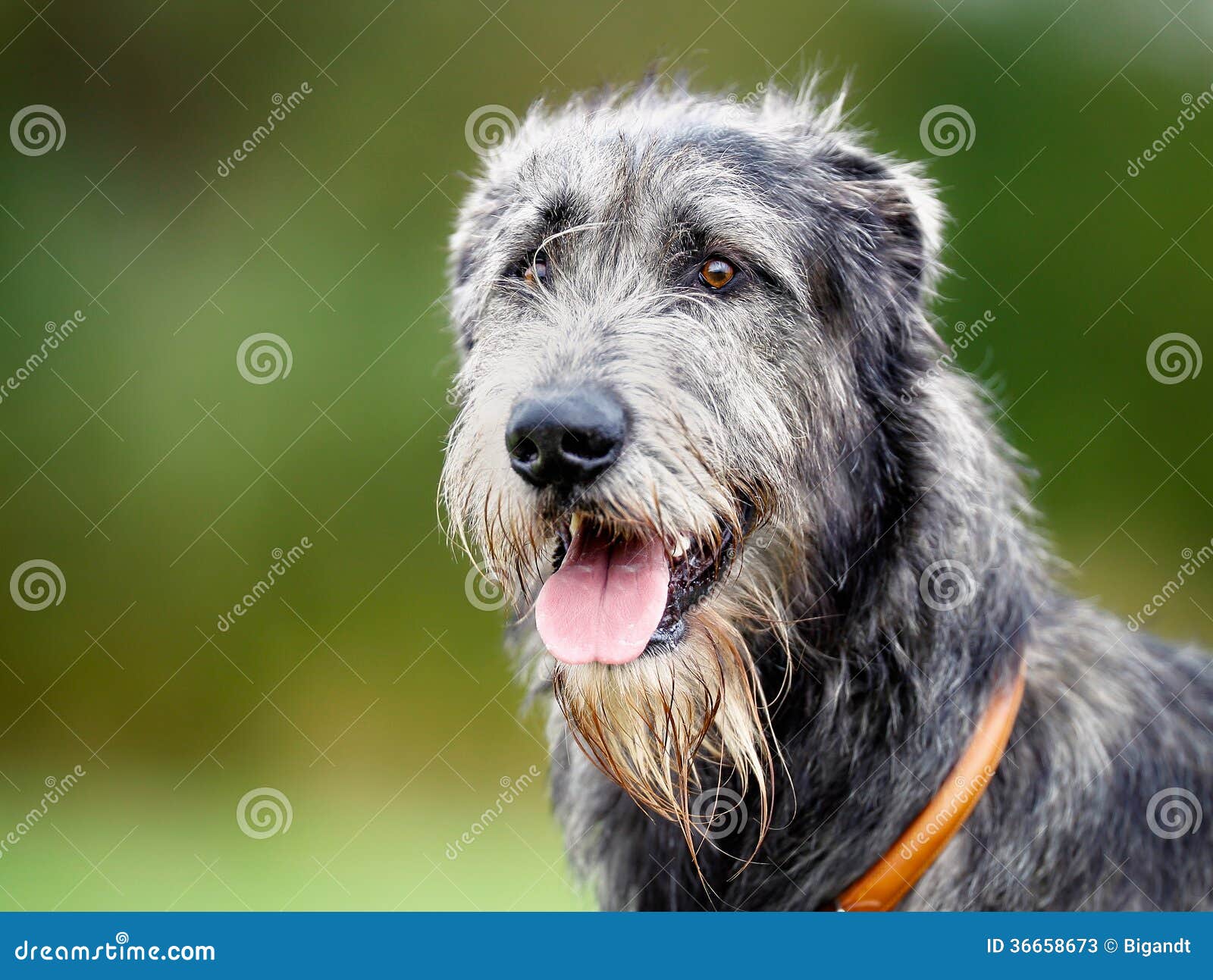 Scottish wolfhound stock image. Image of domestic, beautiful - 36658673