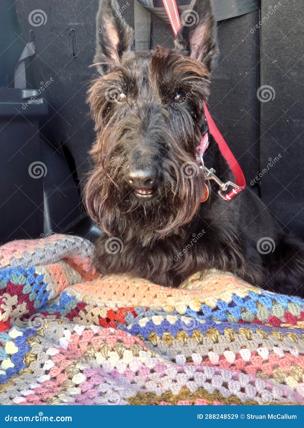Scotty dog beach stock image. Image of cute, scotty - 288248529