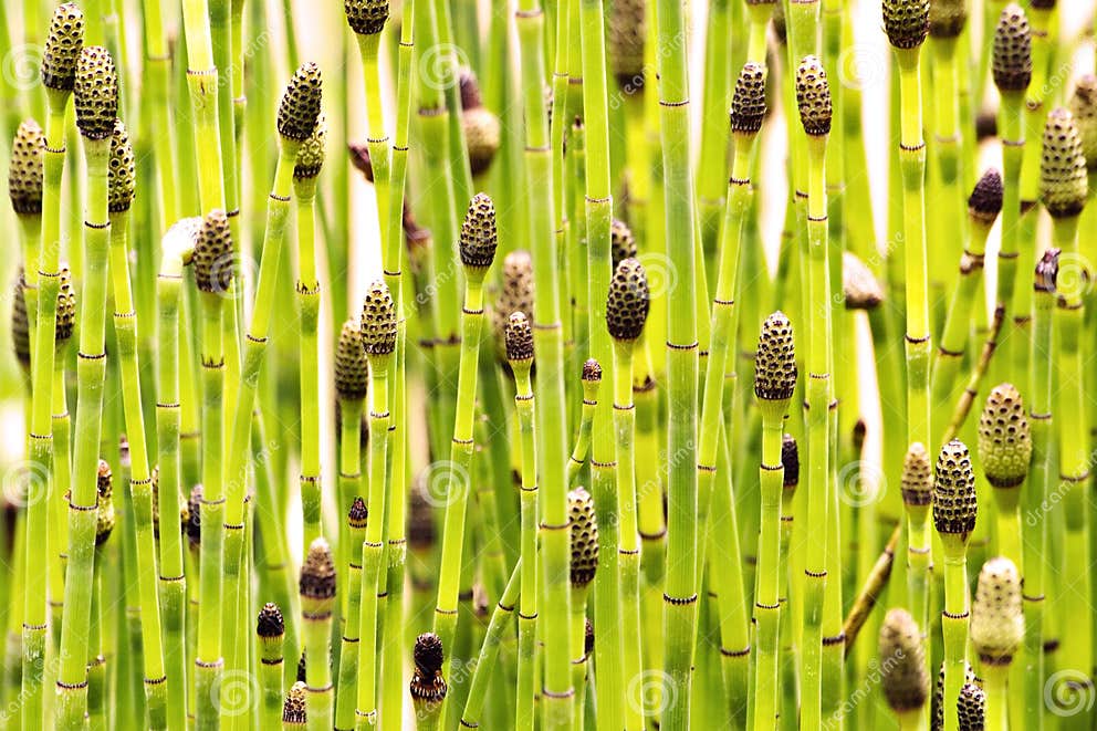 Scouring Rush stock photo. Image of horsetail, puzzle - 19641596
