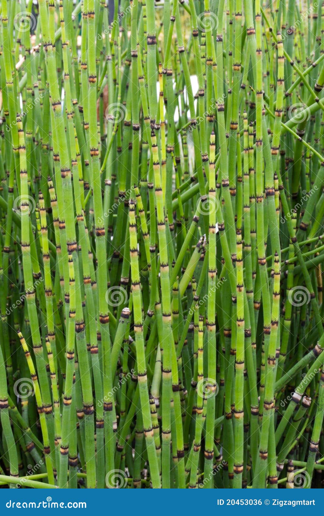 Scouring Rush stock photo. Image of perennial, growing - 20453036