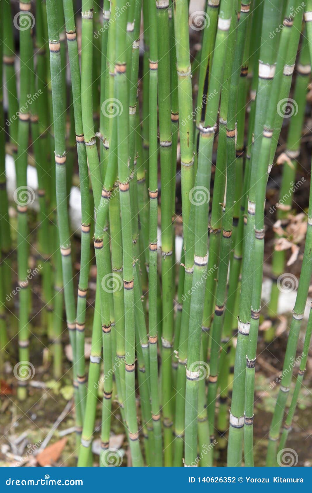 Scouring rush stock photo. Image of equisetum, perennial - 140626352