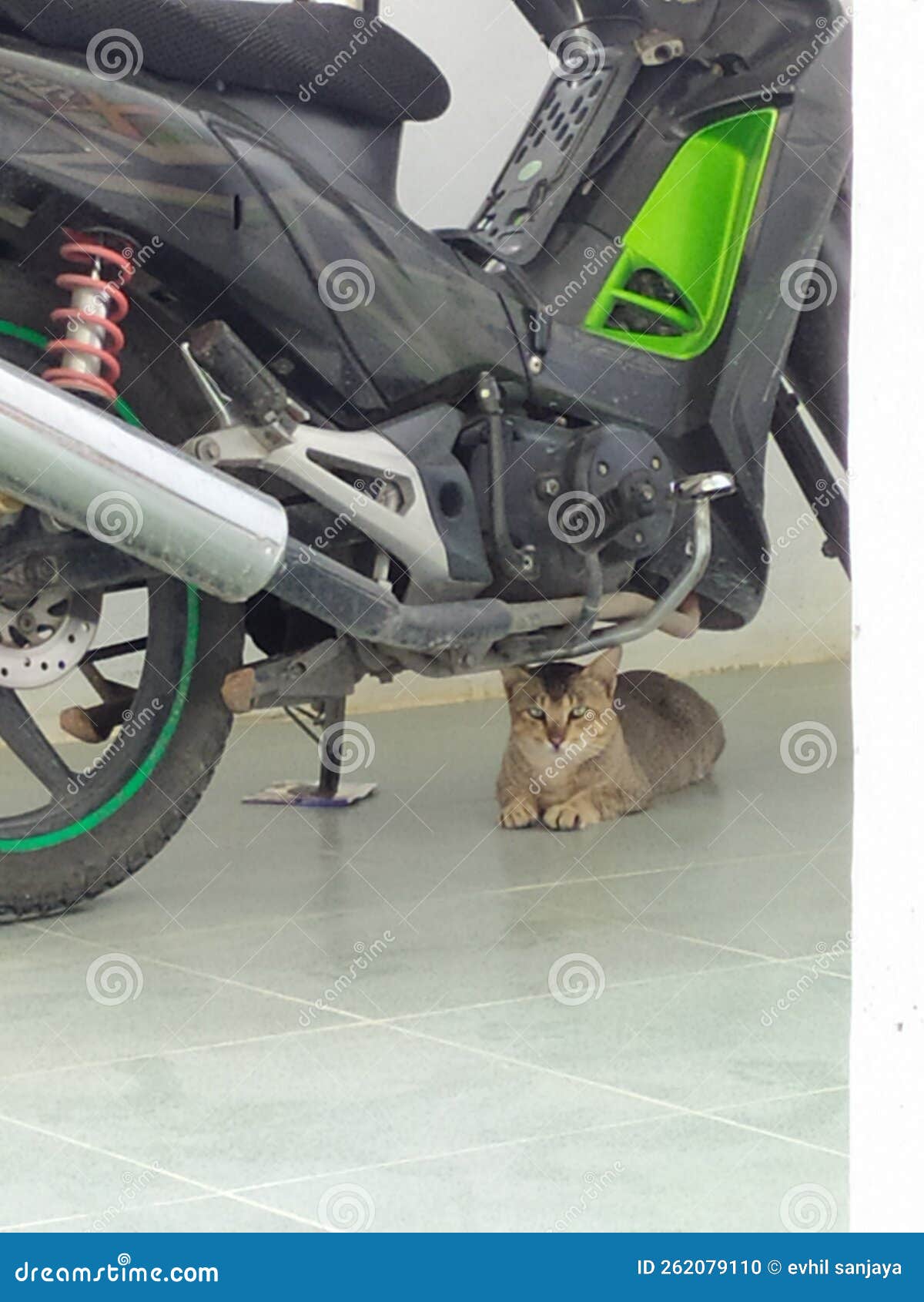 Scout cat ready to hunt stock photo. Image of engine - 262079110