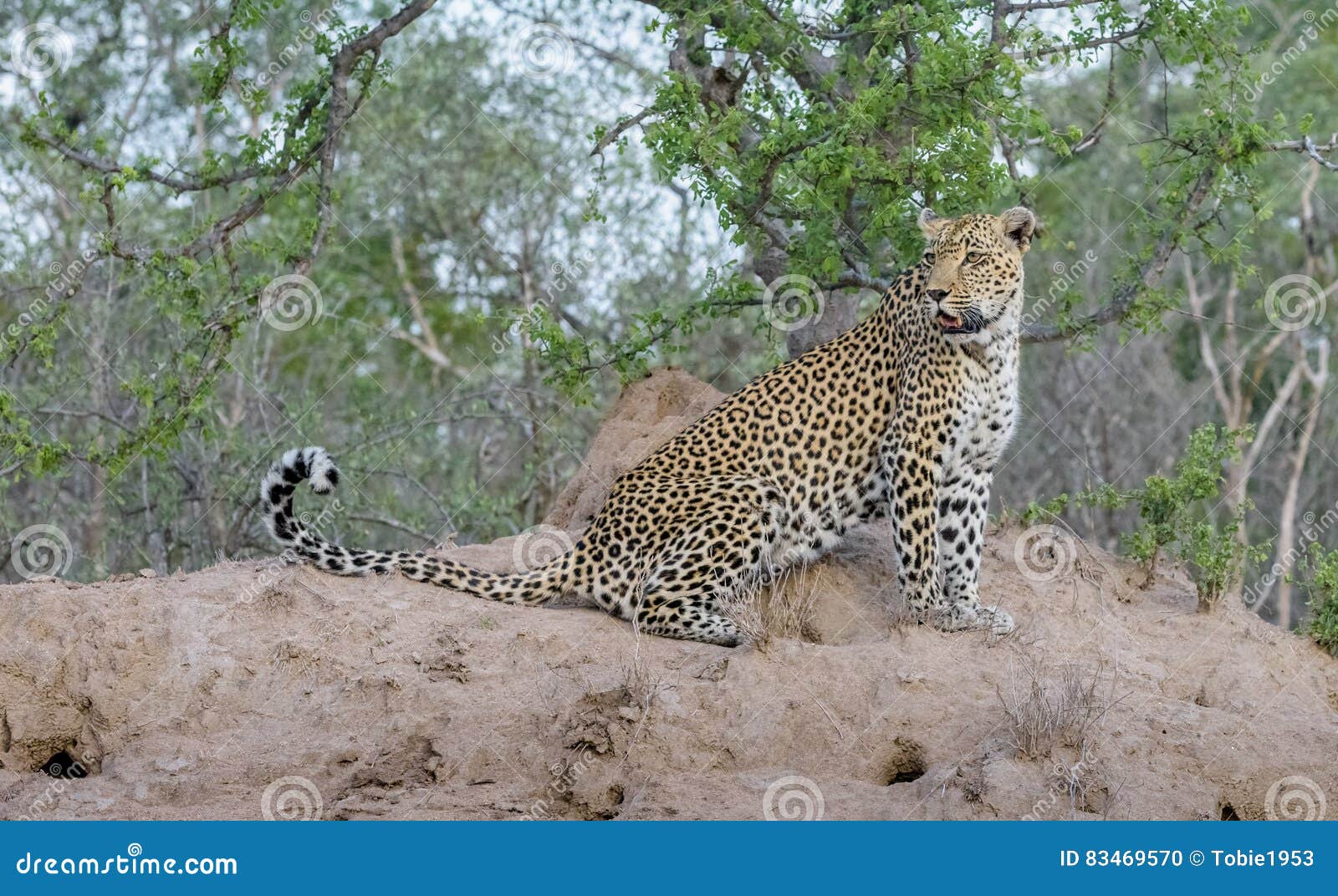 Scouting stock photo. Image of lodge, predators, wildlife - 83469570