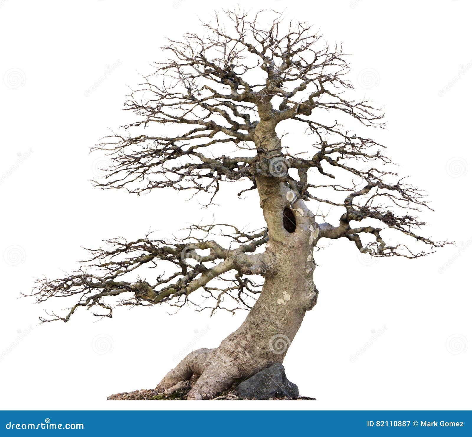 Scraggly Leafless Tree, Isolated Stock Image - Image of grove, gnarly ...