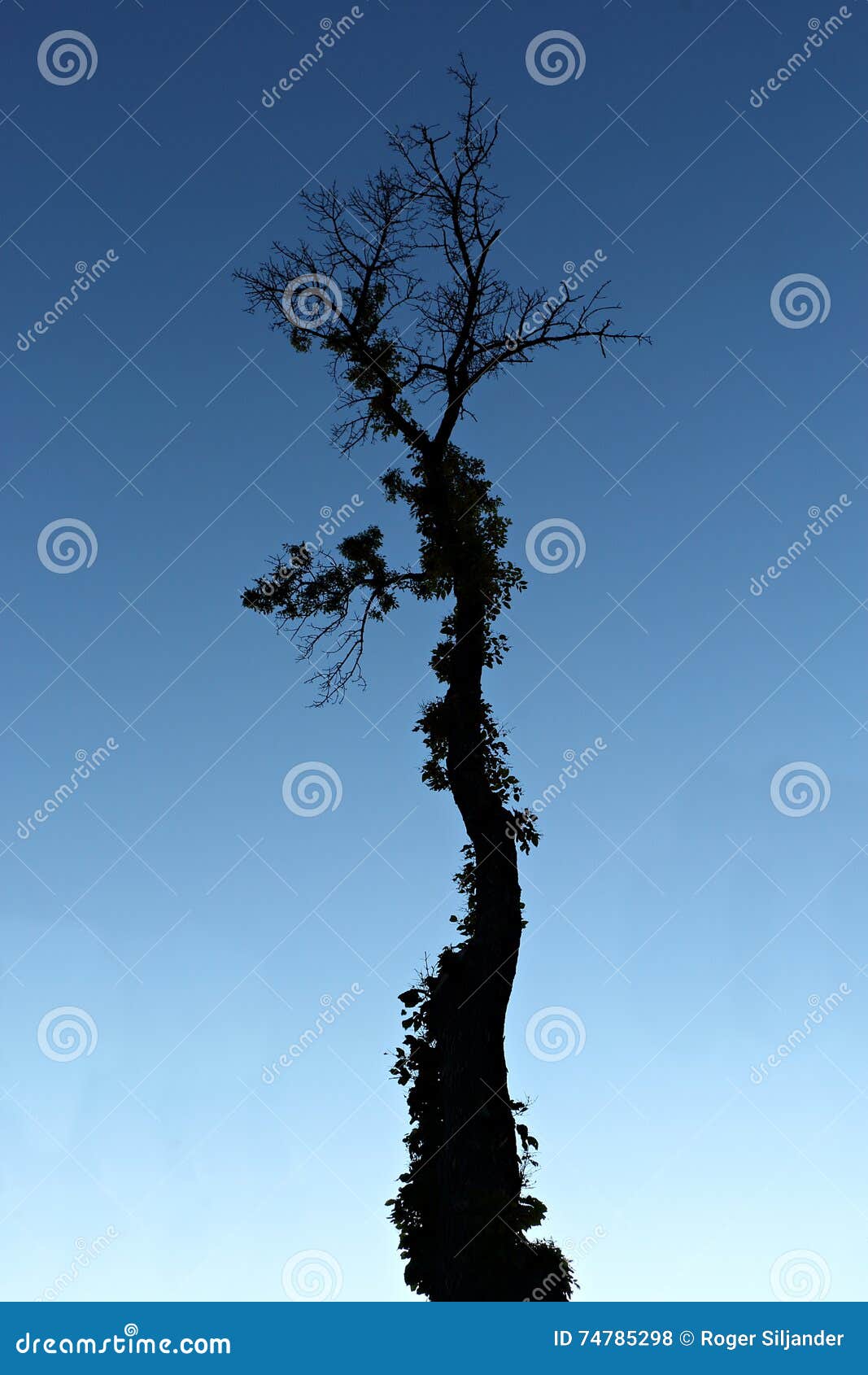 Scraggly Tree in Twilight stock photo. Image of summer - 74785298