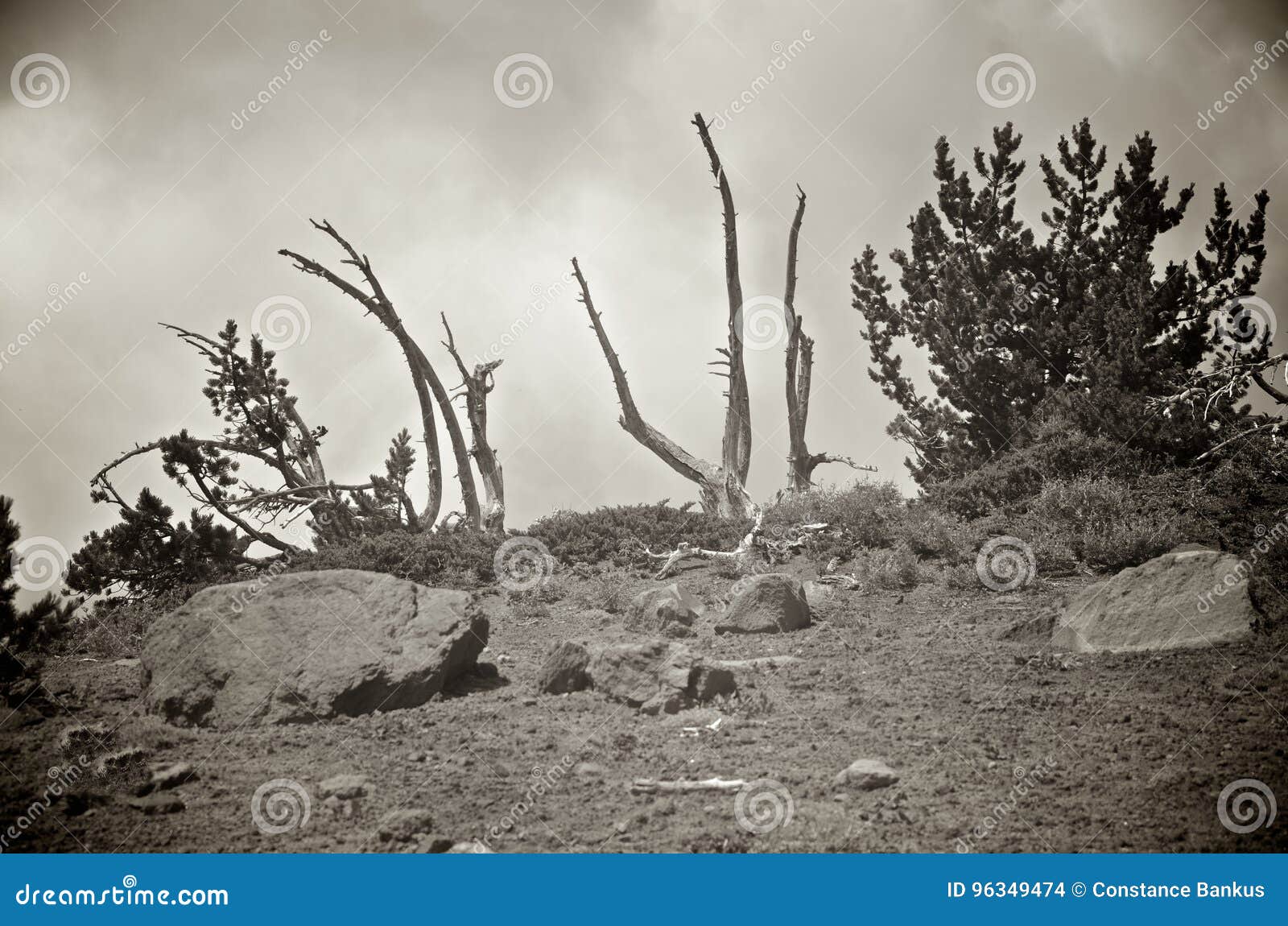 Scraggly Trees Atop a Mountain Stock Photo - Image of mountain ...