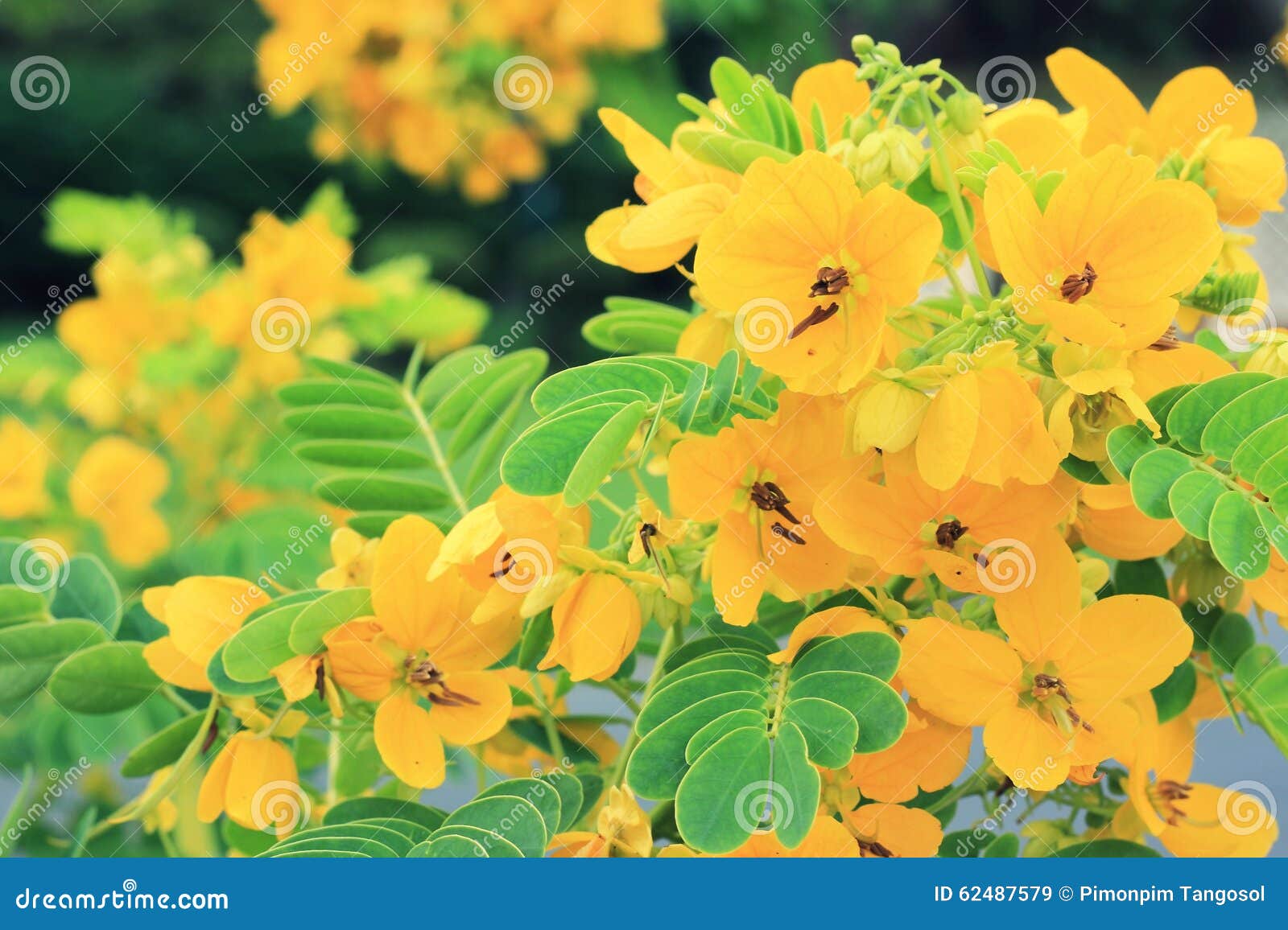 Scrambled Egg Tree - Senna Surattensis (Burm.f Stock Image - Image of ...