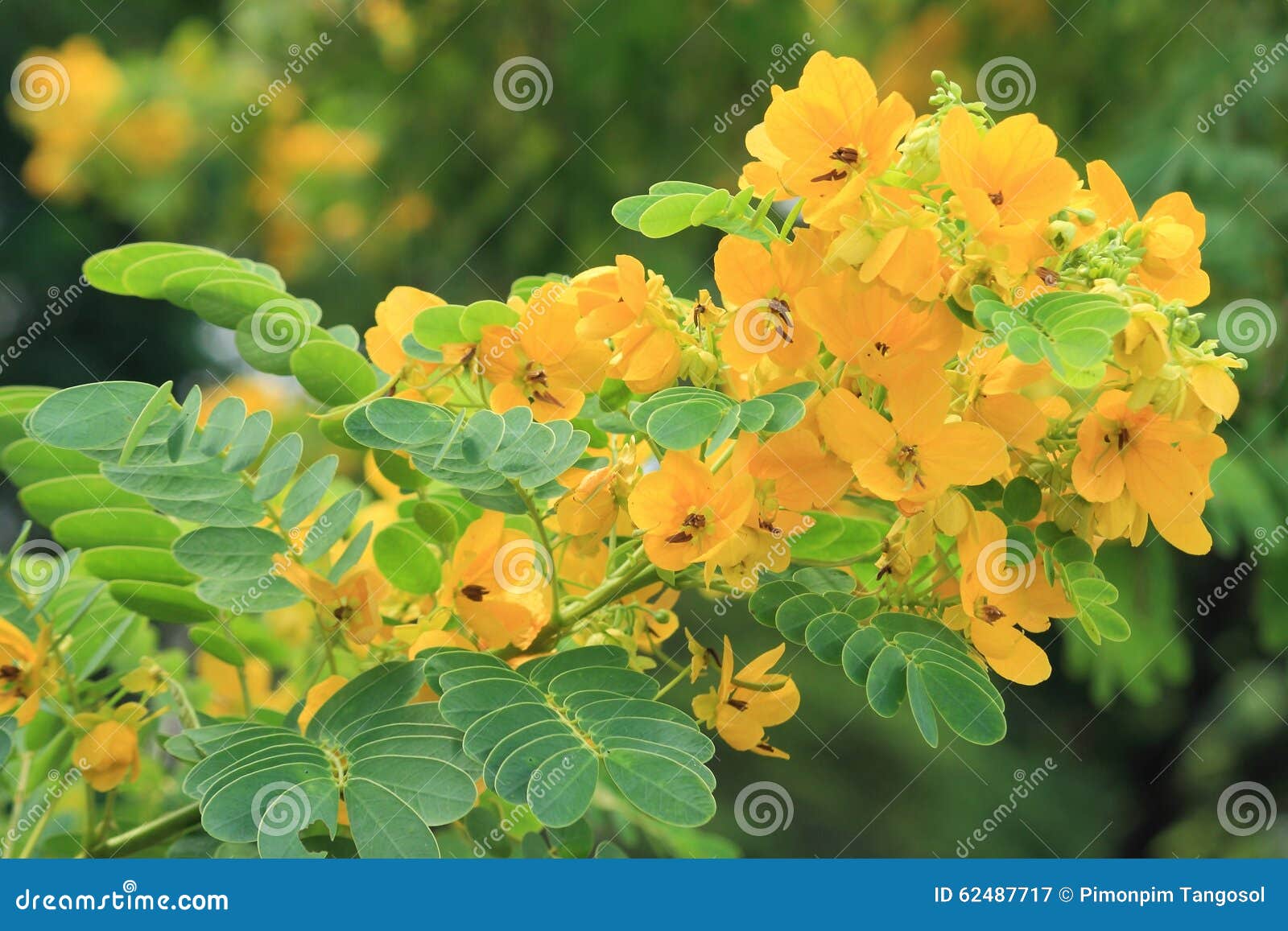 Scrambled Egg Tree - Senna Surattensis (Burm.f Stock Image - Image of ...