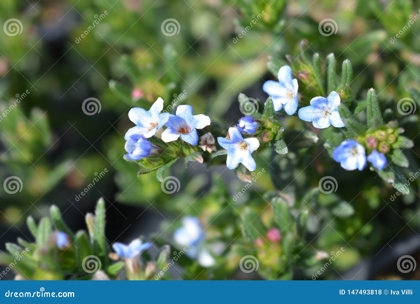 Scrambling gromwell stock photo. Image of outdoors, scrambling - 147493818