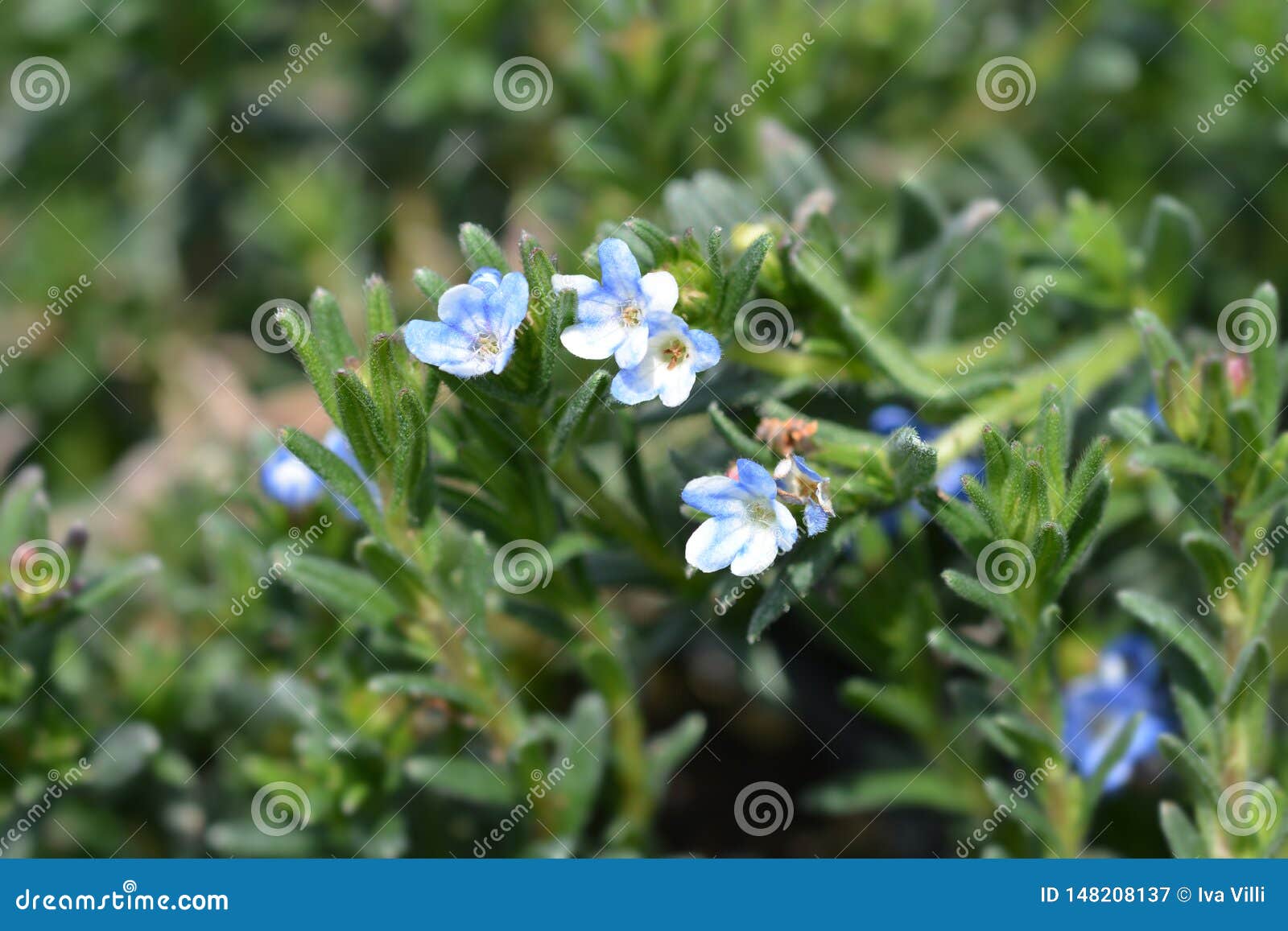 Scrambling gromwell stock image. Image of gromwell, nature - 148208137