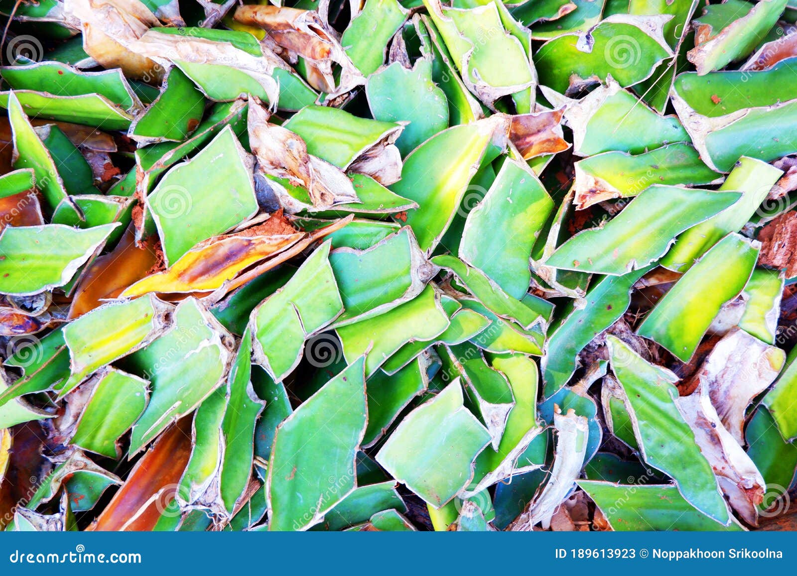 Scrap of Dragon Fruit with Cut Stock Image - Image of healthy ...
