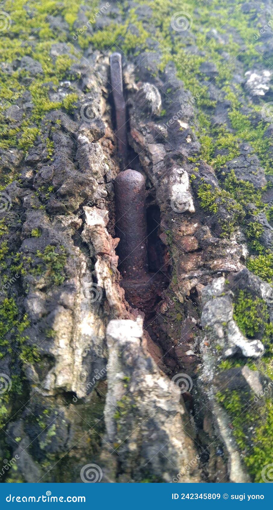 Steel embedded in the tree stock image. Image of metal - 242345809