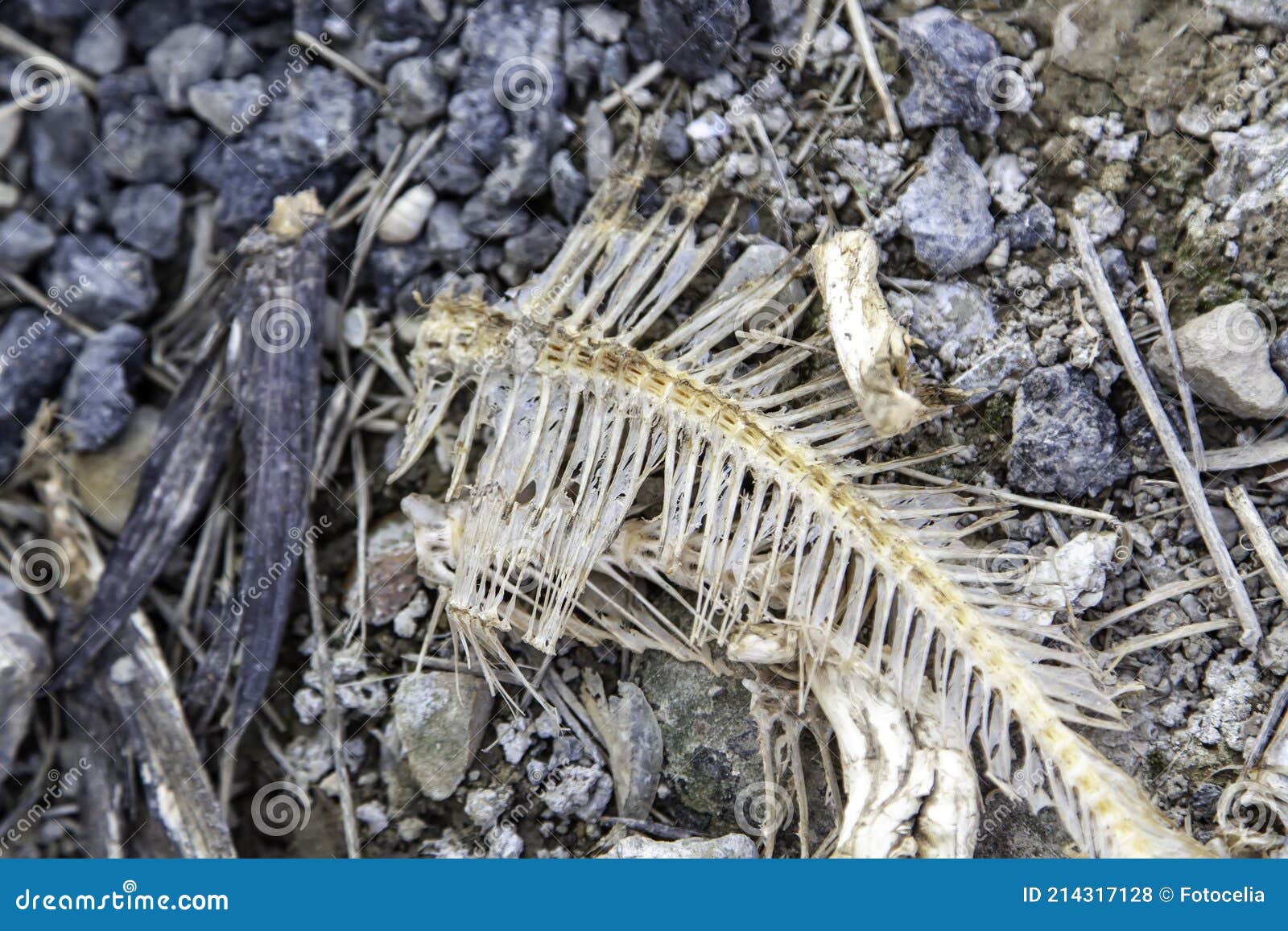 Scrape of fish stock photo. Image of bones, freshwater - 214317128