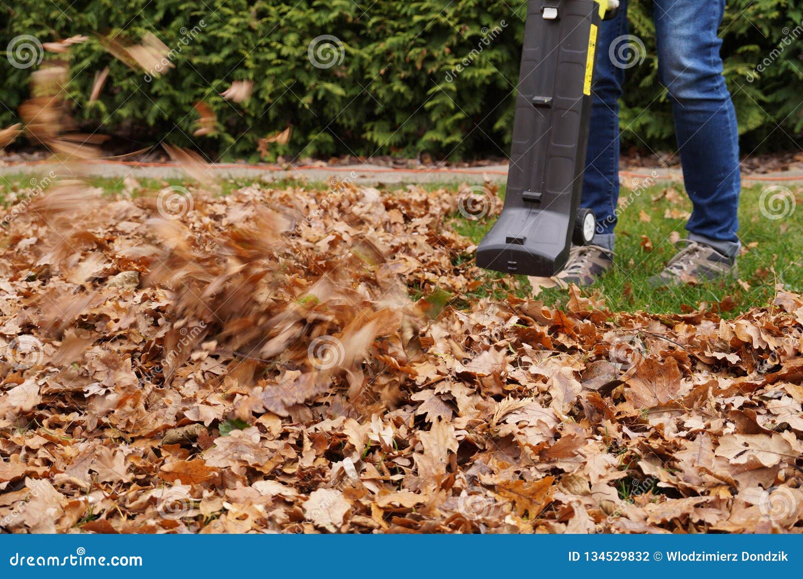 Scraping the Leaves with the Help of a Blower. Autumn Work in the ...