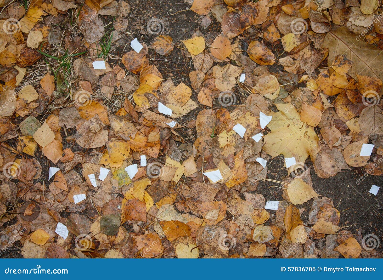 Scraps of Paper and Wet Fallen Leaves Stock Photo - Image of depression ...