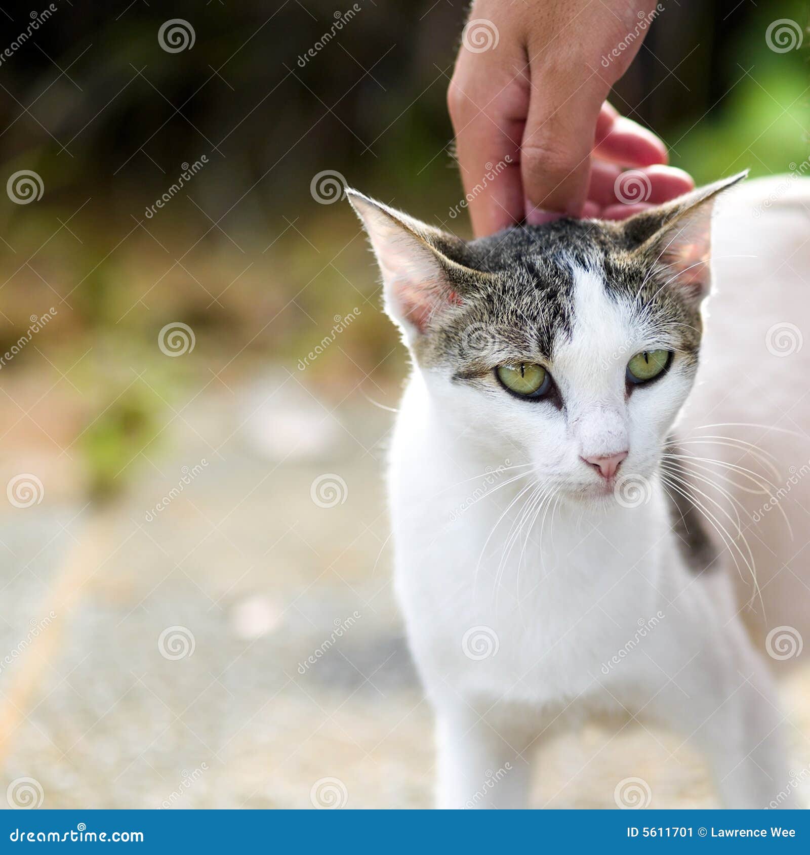 A Scratch On The Human Body. Scar Close-up. A Deep Cut On The Body ...