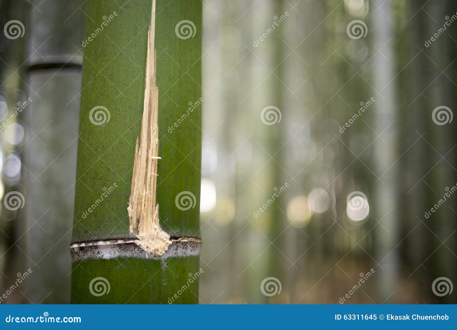 Scratch on bamboo stock image. Image of nature, straight - 63311645