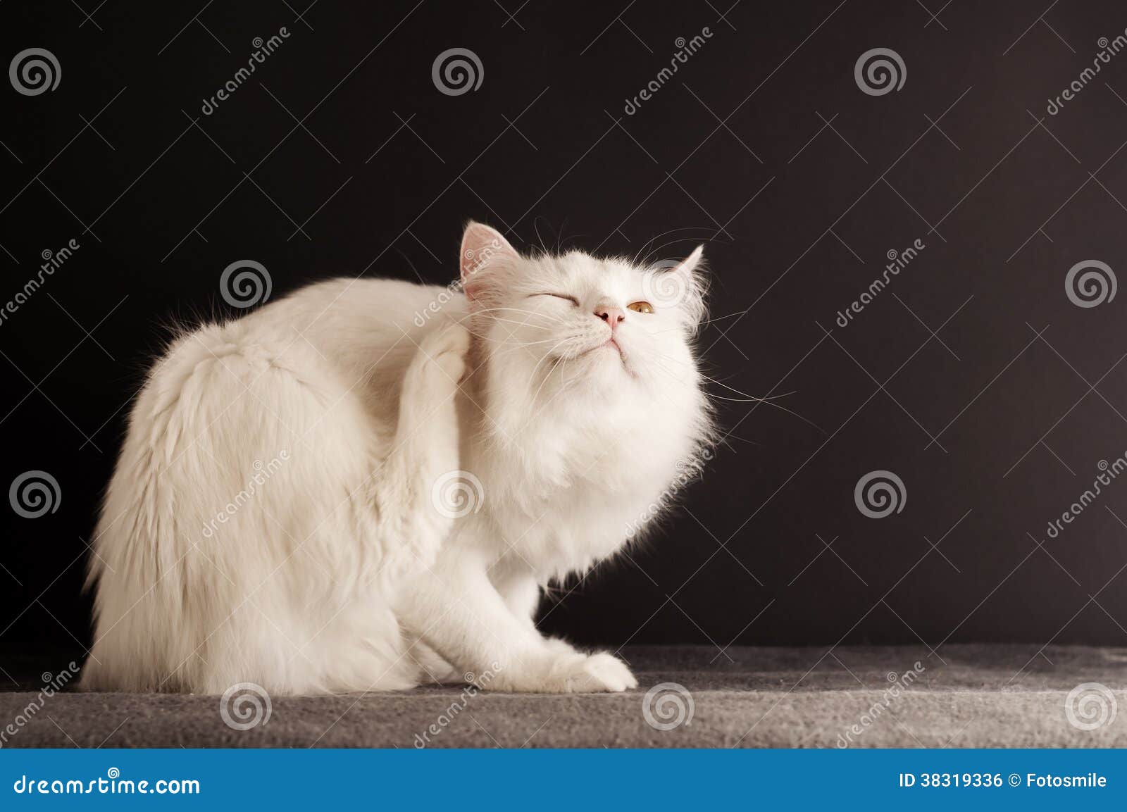 Scratch di gatto fotografia stock. Immagine di puro, gattino - 38319336