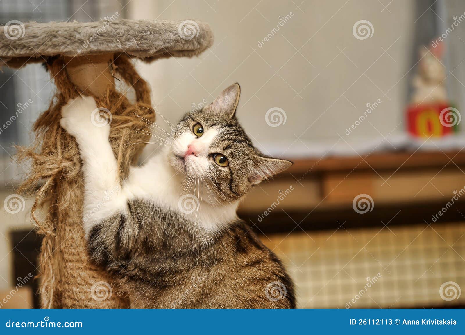 Scratch Di Gatto Sveglio Una Posta Immagine Stock - Immagine di gatti ...