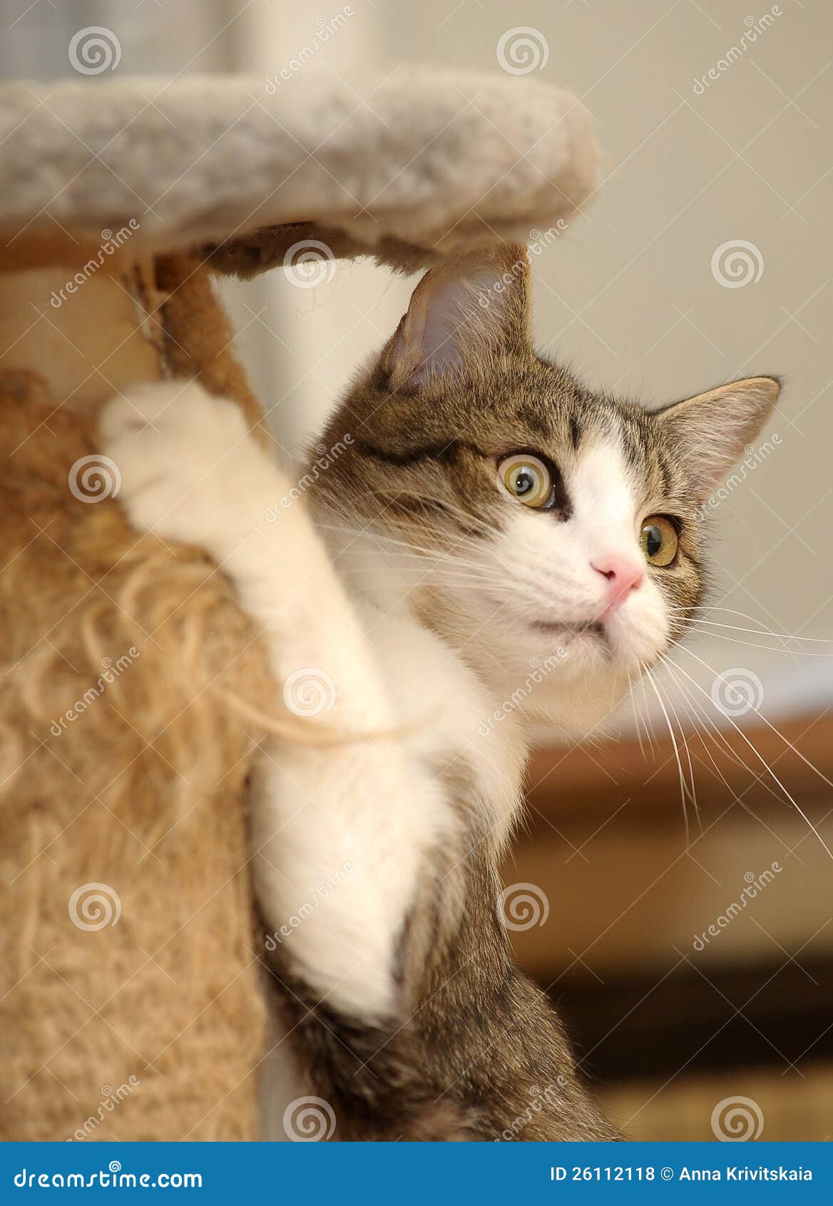 Scratch Di Gatto Sveglio Una Posta Fotografia Stock - Immagine di ...