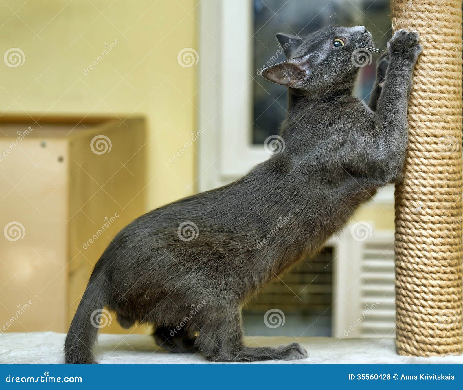 Scratch Di Gatto Sveglio Una Posta Fotografia Stock - Immagine di ...