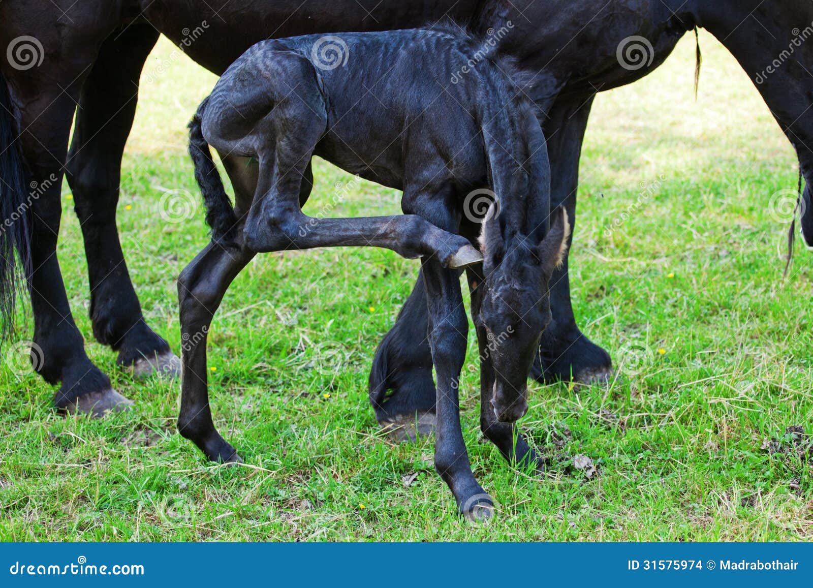 Scratch Frisone Stesso Del Puledro Fotografia Stock - Immagine di ...