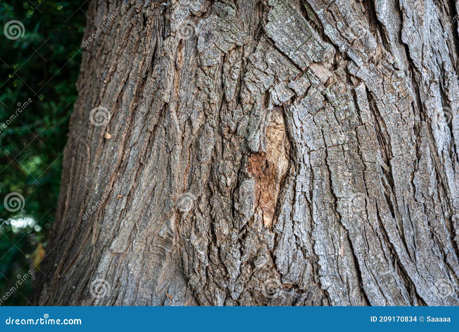 Scratch in the Middle of the Huge Trunk Stock Photo - Image of texture ...