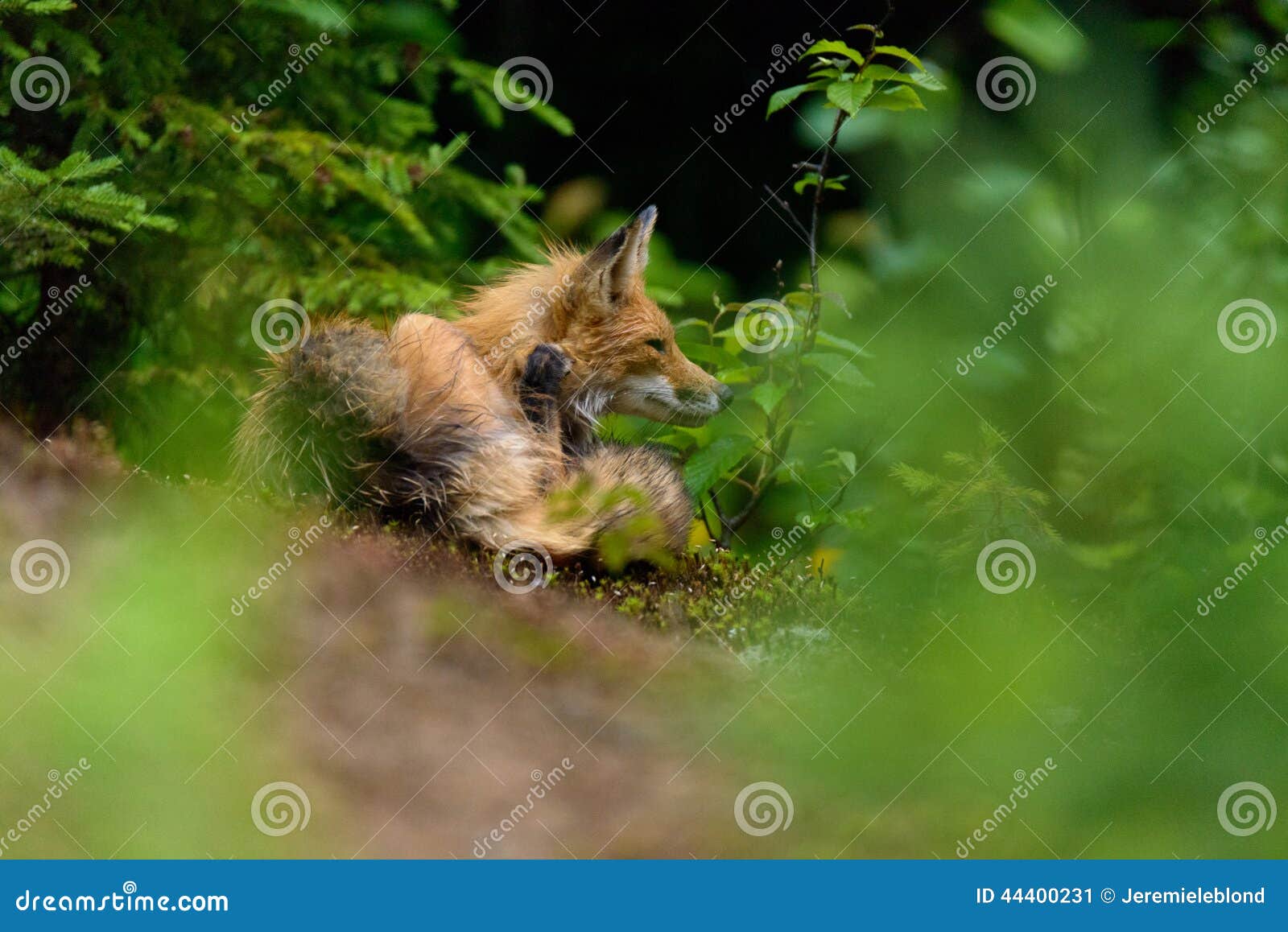 Scratch stock image. Image of foxes, scratching, wildlife - 44400231
