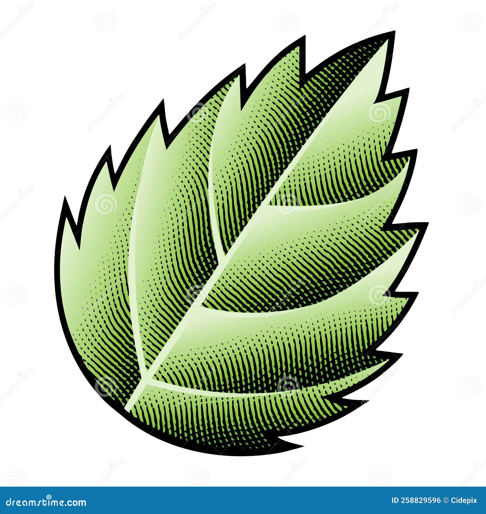 Scratchboard Engraved Green Nettle Leaf Stock Vector - Illustration of ...