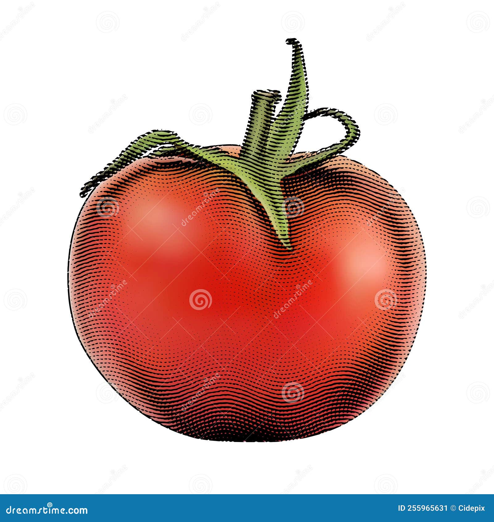 Scratchboard Engraved Red Tomato Over a White Background Stock Vector ...