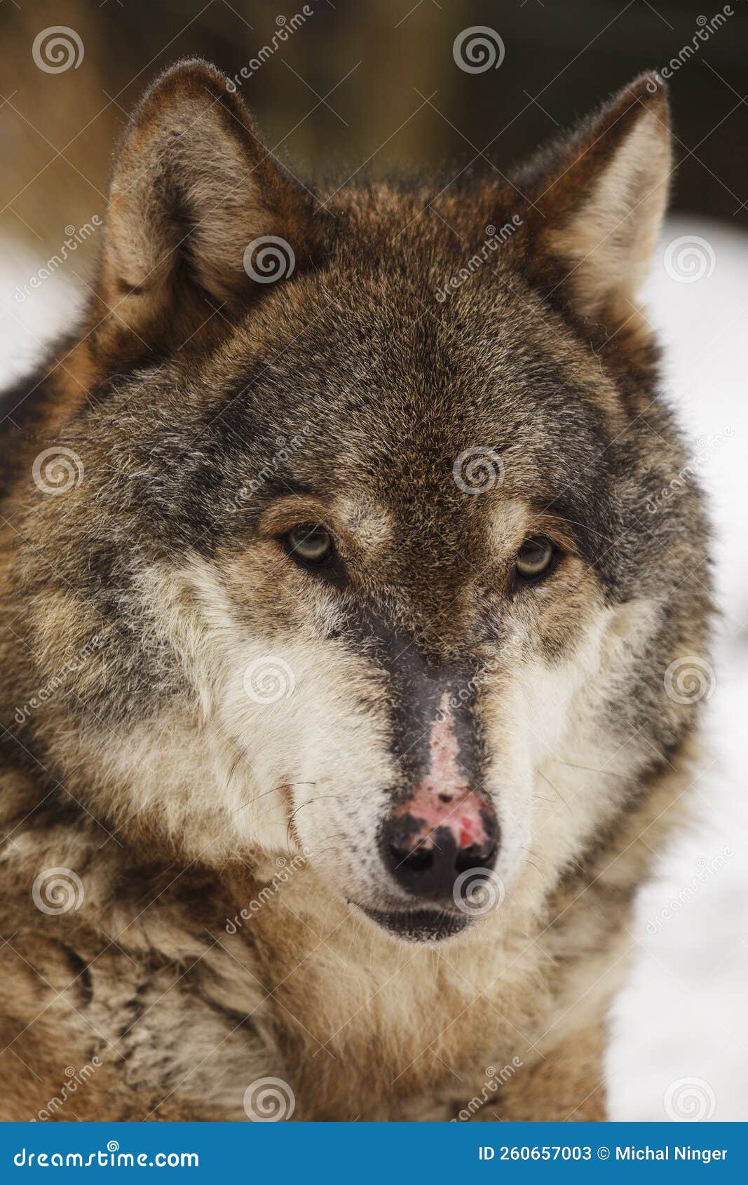 With a scratched snout stock image. Image of horizontal - 260657003