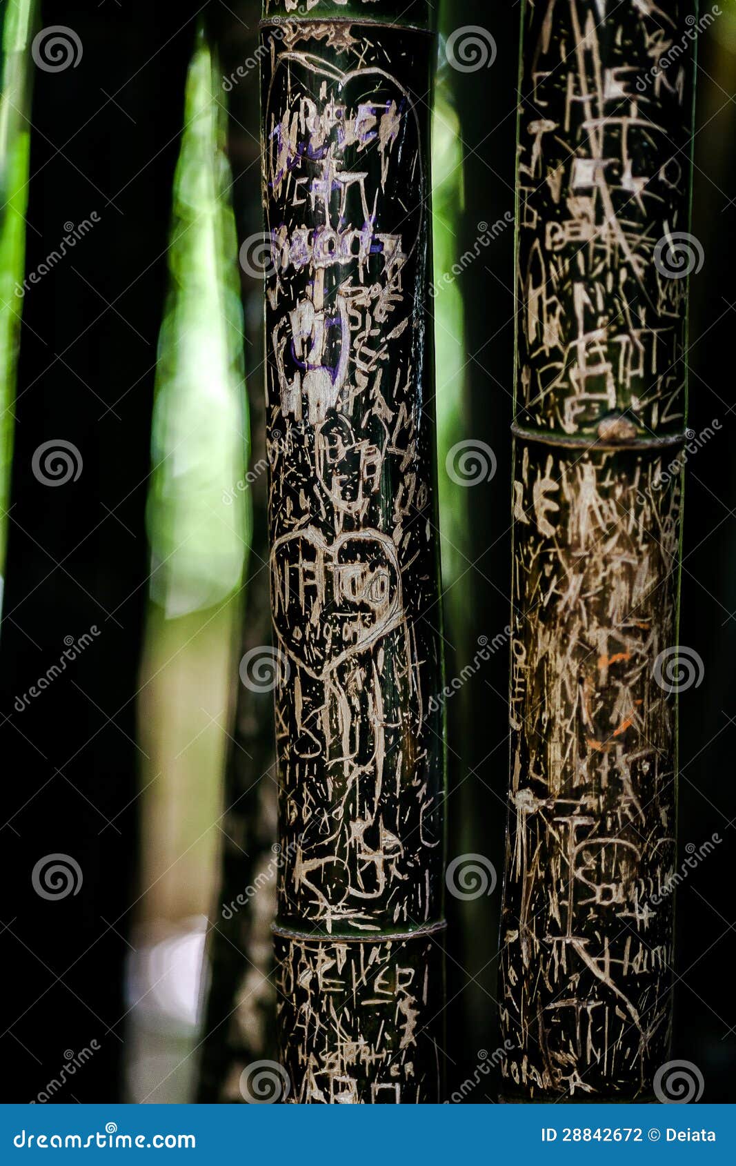 Scratches on bamboo trees stock photo. Image of forest - 28842672